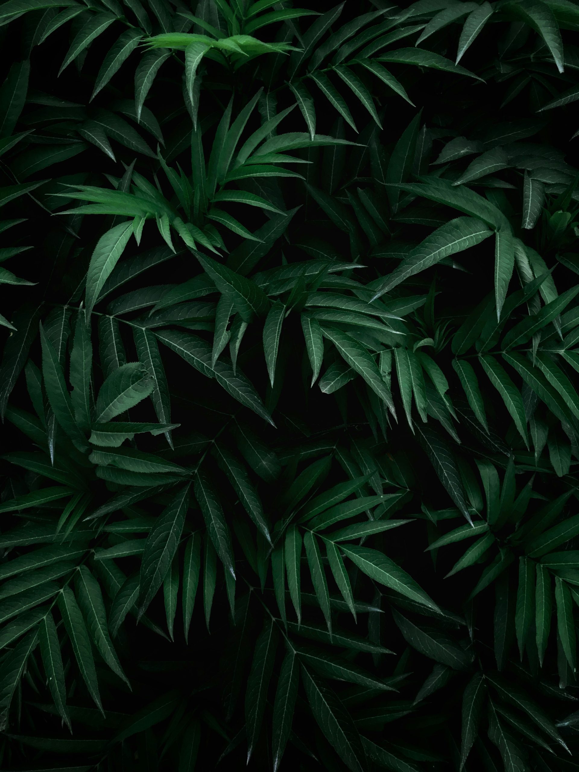 Benefits of Vegetation Around Your Home - The Gaines Group Architects